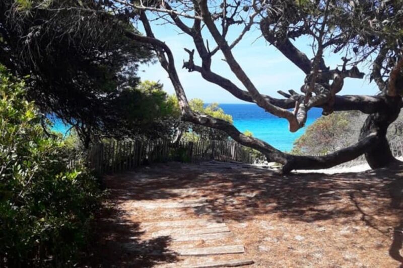 From Calvi: 4x4 Day Tour Mountain & Agriates' Saleccia Beach - Authentic Guides and Positive Feedback