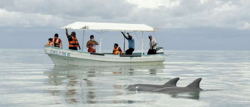 From Campeche: Isla Aguada Dolphin Encounter Tour - Key Points