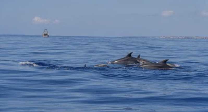 From Can Picafort: Dolphin Watching and Cave Boat Trip - Additional Insights from Reviews