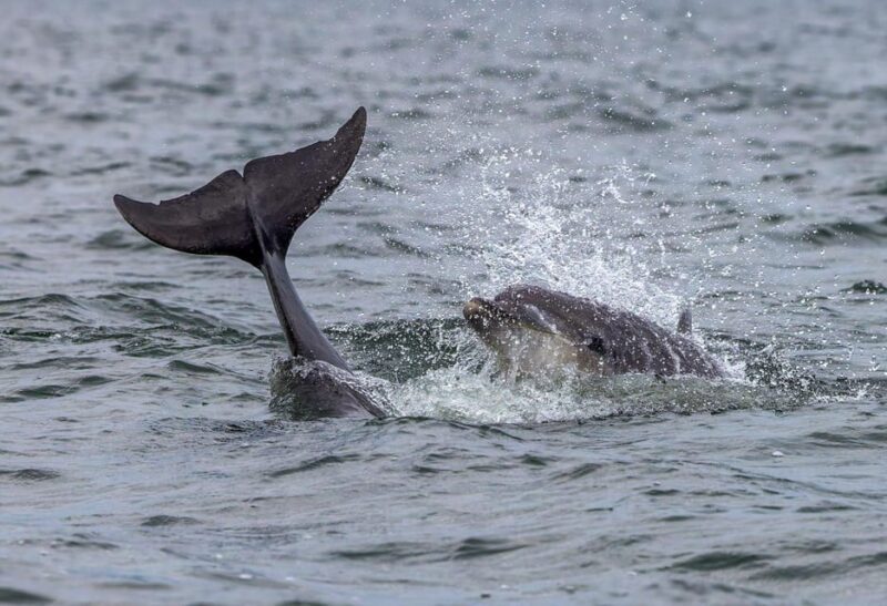 From Can Picafort: Dolphin Watching and Cave Boat Trip - Practical Tips for Travelers