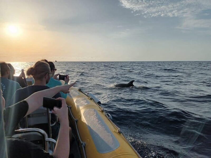From Can Picafort: Dolphin Watching and Cave Boat Trip - Final Thoughts