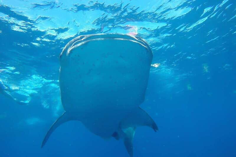 From Cancún: Half-Day Snorkeling with Whale Sharks - Authentic Encounters and Reviews