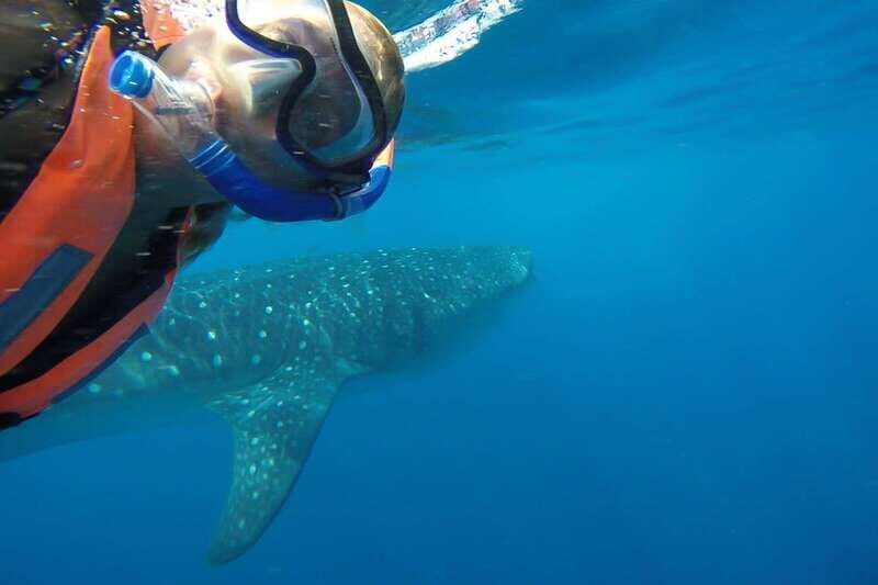 From Cancún: Half-Day Snorkeling with Whale Sharks - Practical Tips for Booking and Enjoying the Tour