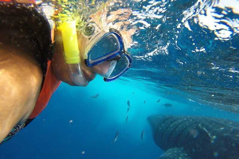 From Cancún: Half-Day Snorkeling with Whale Sharks - Concluding Thoughts