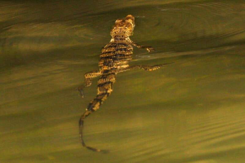 From Cancun: Kantemó Snake Cavern Adventure - A Closer Look at the Experience