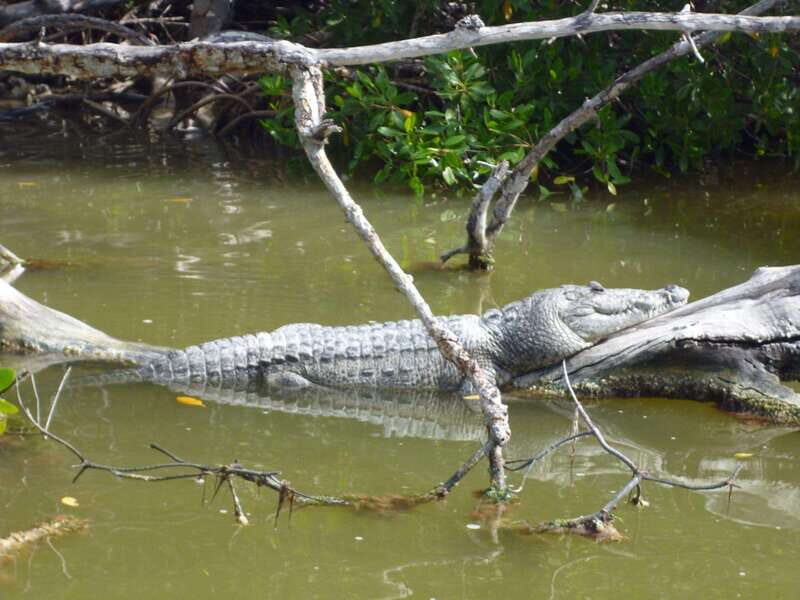 From Cancun: Kantemó Snake Cavern Adventure - Who Is This Tour Best For?