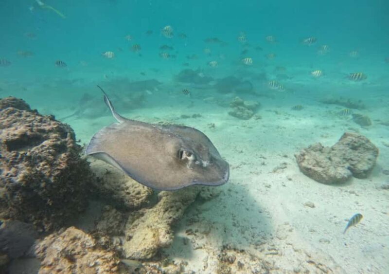 From Cancun: Ocean Reef Snorkeling - What You Can Expect During the Tour