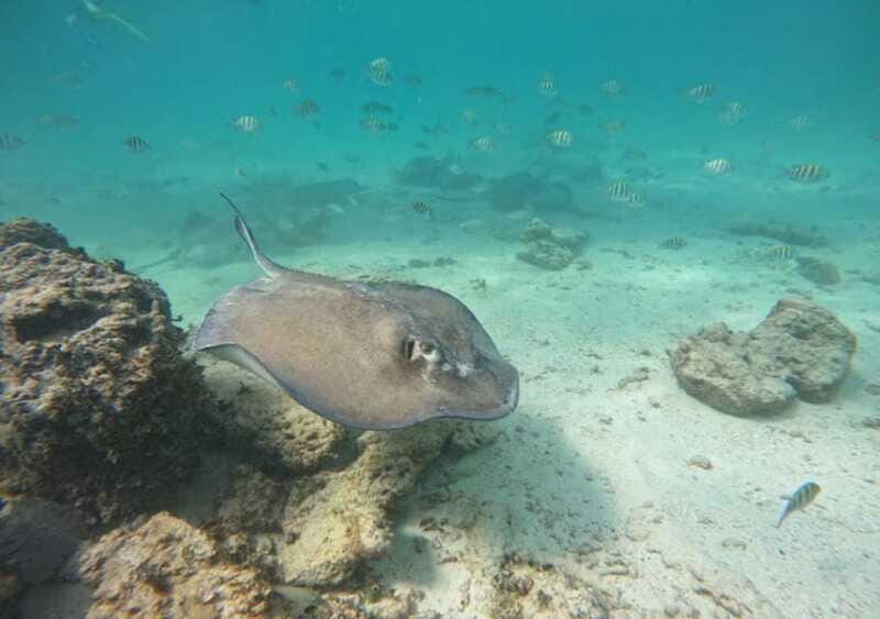 From Cancun: Ocean Reef Snorkeling - Comparing to Similar Experiences