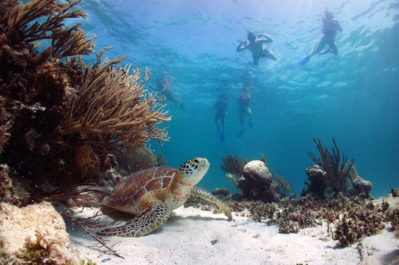 From Cancun: Tulum and Akumal Cenote and Turtle Swim Tour - Final Thoughts