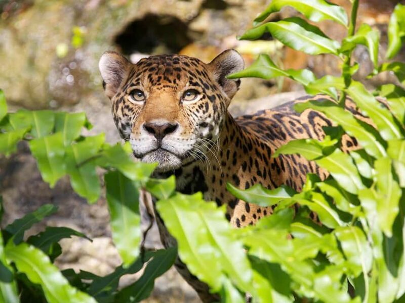 From Cancun: Xcaret Plus Park, the complete experience - An In-Depth Look at the Xcaret Plus Park Experience