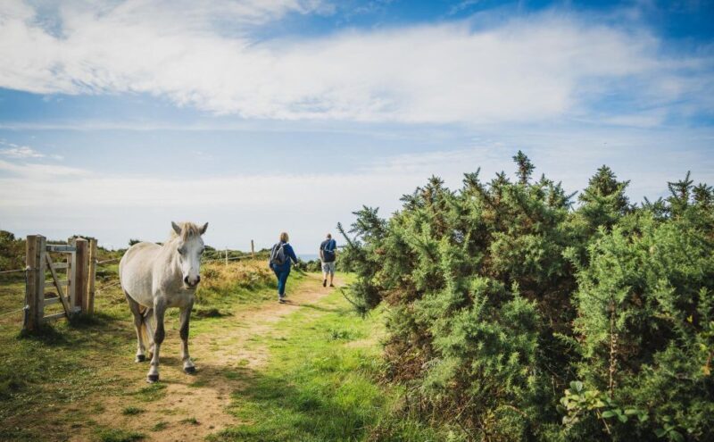 From Cardiff: Mumbles, Three Cliffs, Worms Head Gower Tour - The Sum Up: Is This Tour Right for You?