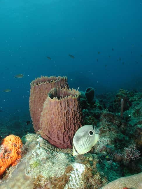 From Castries: St. Lucia Scuba Diving Excursion - Who Should Consider This Tour?