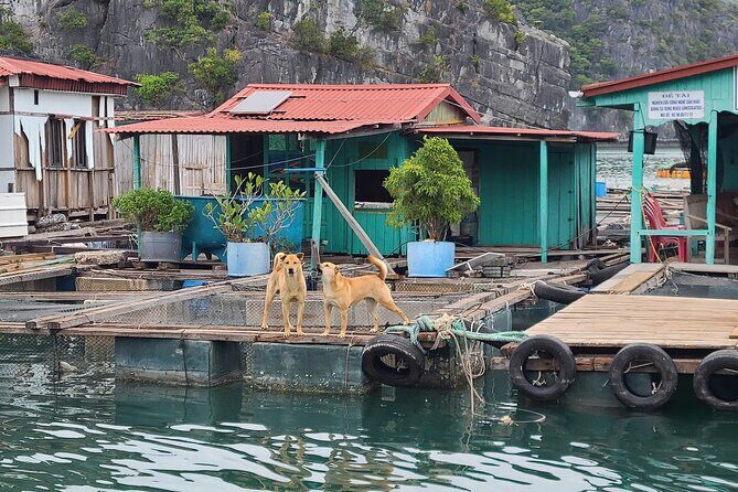 From Cat Ba Island Explore Lan Ha Bay with D'Charme Luxury Cruise - An Overview of What to Expect
