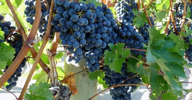 From Catania: Mount Etna Half-Day Tour and Wine Experience - Introduction to the Tour