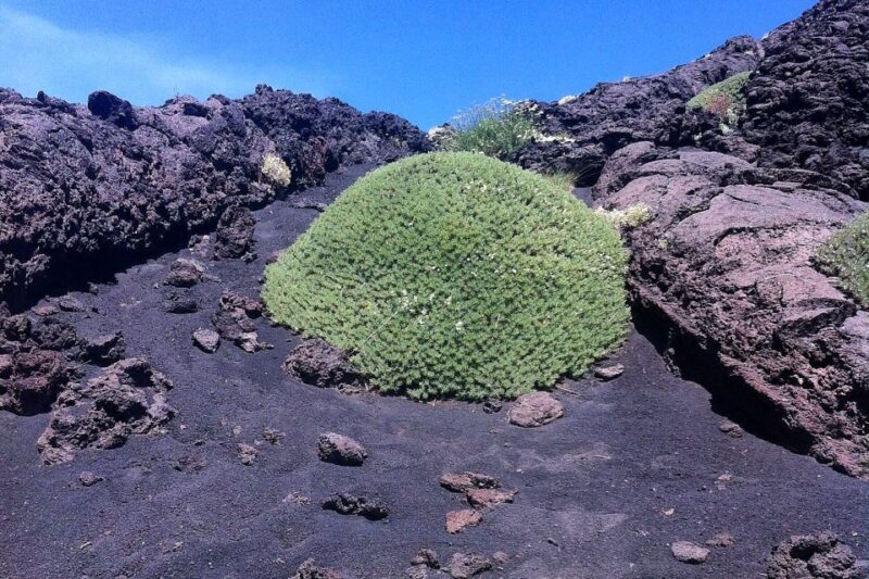 From Catania: Mount Etna Half-Day Tour and Wine Experience - The Journey Up Mount Etna