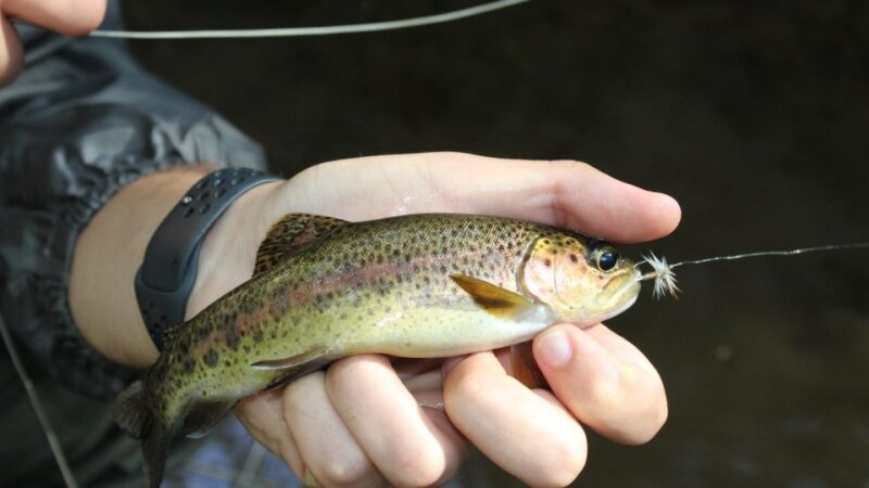 From Catania, Syracuse and Taormina: Fly fishing experience - FAQ