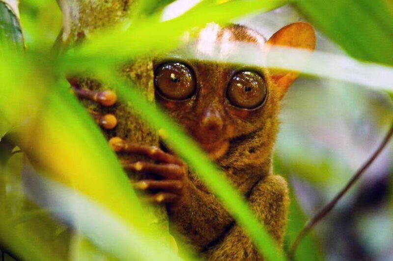 From Cebu: Bohol Countryside Private Tour with Buffet Lunch - Authentic Experiences: What Travelers Say