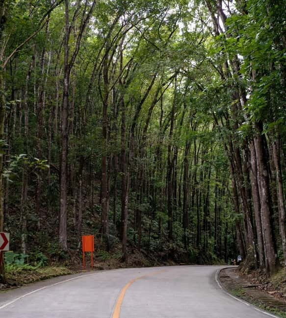 From Cebu-Bohol Day Tour with Roundtrip Ferry Transfers - The Loboc River Cruise and Buffet Lunch