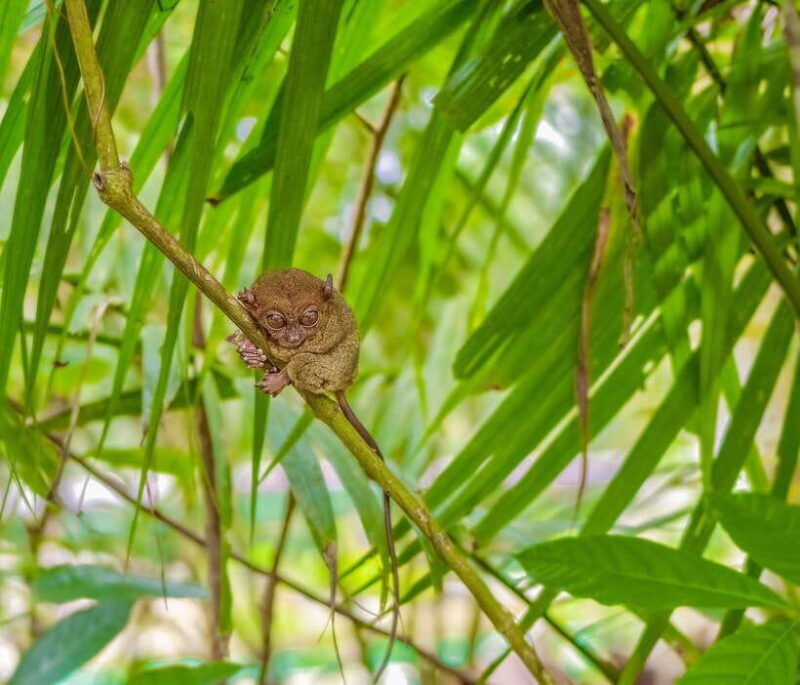 From Cebu City: Bohol Countryside Tour w/ Loboc Cruise Lunch - An In-Depth Look at the Bohol Countryside Tour