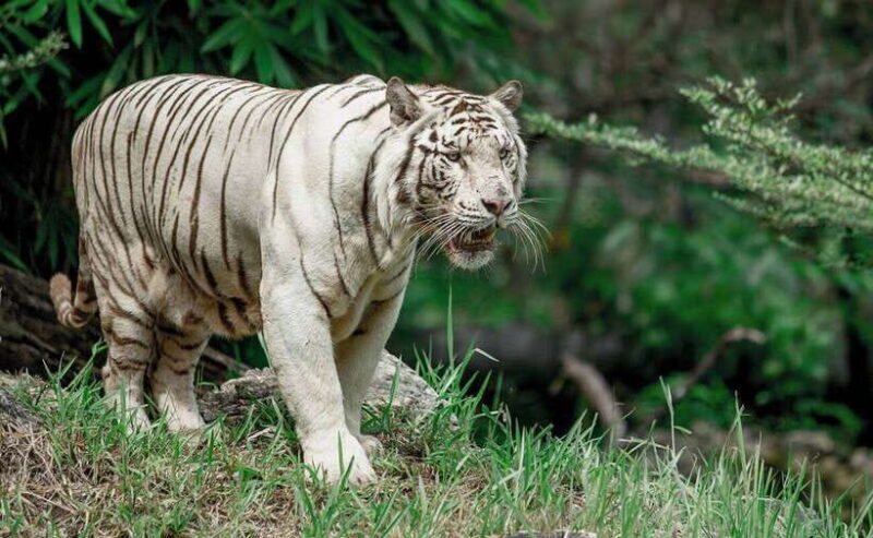 From Cebu City: Cebu Safari and Adventure Park Day Tour - An In-Depth Look at the Cebu Safari and Adventure Park Day Tour
