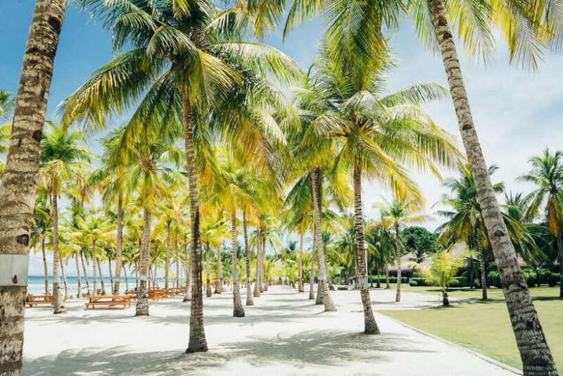 From Cebu: Day Trip to Bohol Highlights - Exploring the Day Trip from Cebu to Bohol: A Practical Guide