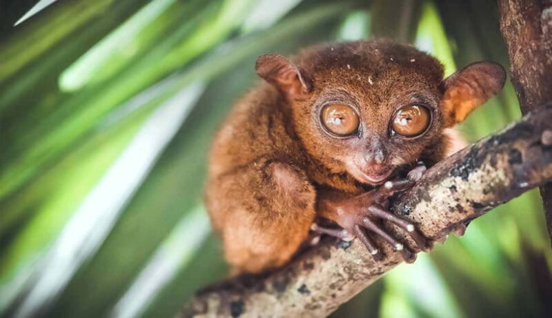From Cebu: Full-Day Bohol Excursion - Key Points