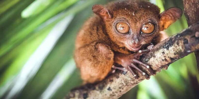 From Cebu: Full-Day Bohol Excursion - Who Will Love This Tour?