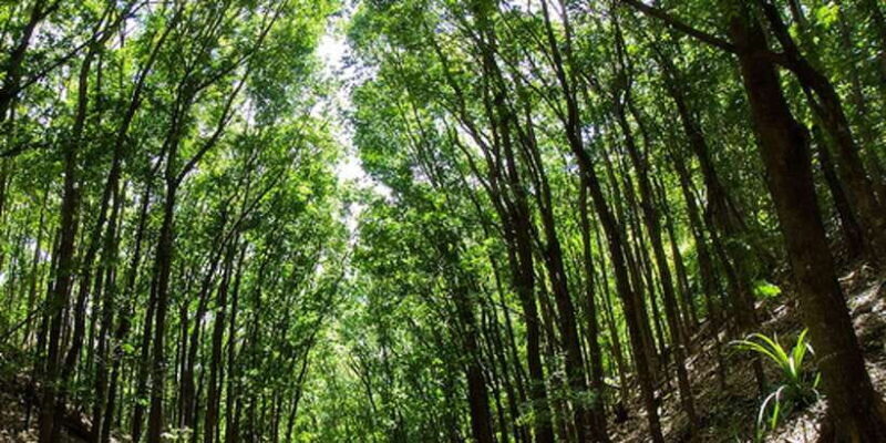 From Cebu: Full-Day Bohol Excursion - Final Thoughts