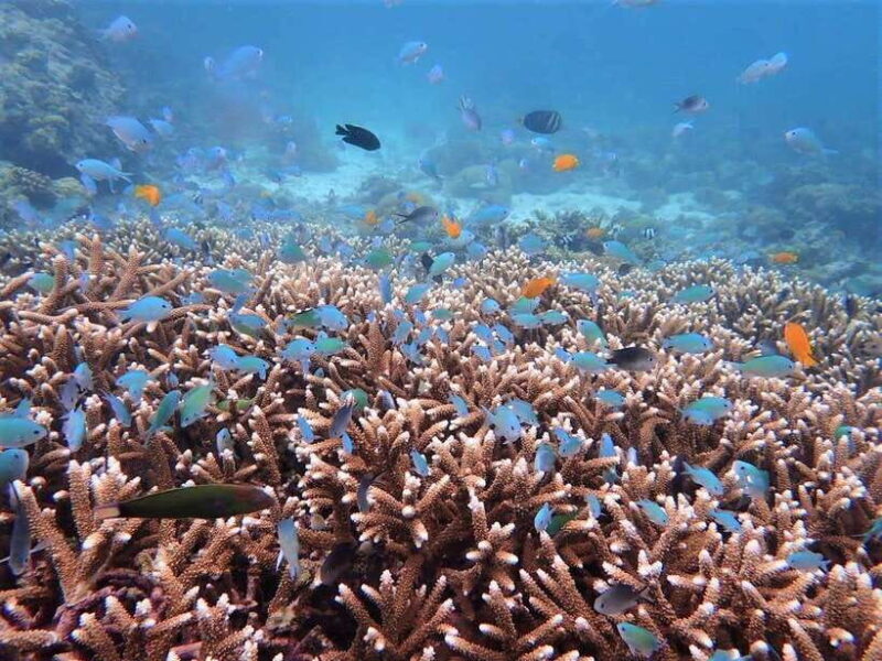 From Cebu: Island Hopping to 3 islands with BBQ lunch - Frequently Asked Questions