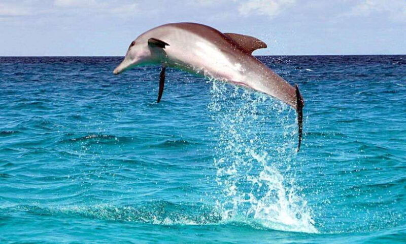 From Cebu:Pamilacan, Virgin Island, Dolphin Watching & Lunch - An Authentic Day Trip from Cebu to Pamilacan and Virgin Island