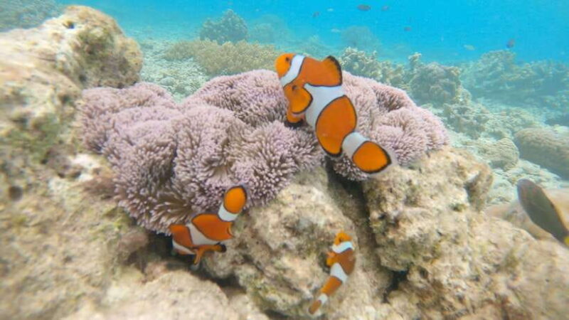 From Cebu:Pamilacan, Virgin Island, Dolphin Watching & Lunch - Value for Money
