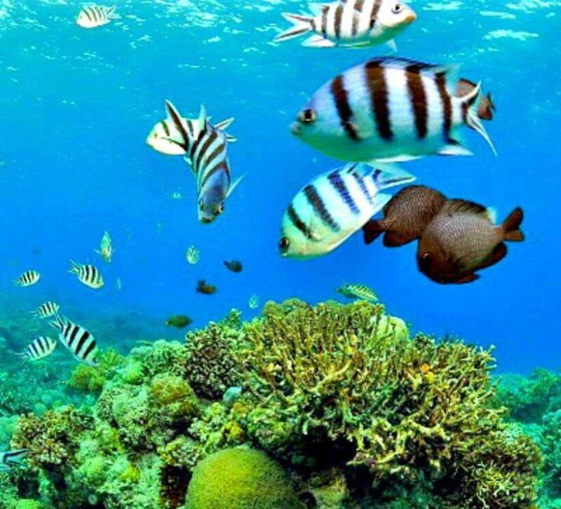 From Cebu:Pamilacan, Virgin Island, Dolphin Watching & Lunch - What to Bring and What to Expect