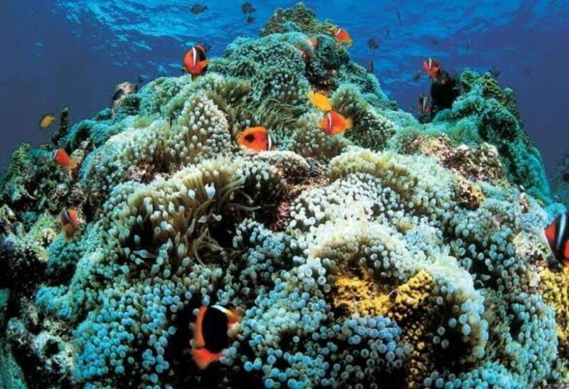 From Cebu:Pamilacan, Virgin Island, Dolphin Watching & Lunch - FAQs