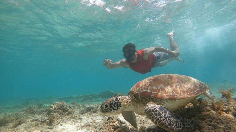 From Cebu:Pamilacan, Virgin Island, Dolphin Watching & Lunch - A Final Word