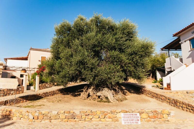 From Chania: Elafonisi and Falasarna Guided Tour with Snacks - The Bottom Line: Who Will Love This Tour?