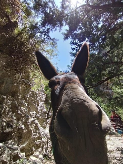 From Chania: Guided Tour to Loutro (Boat tickets Included) - Who Will Enjoy This Tour?
