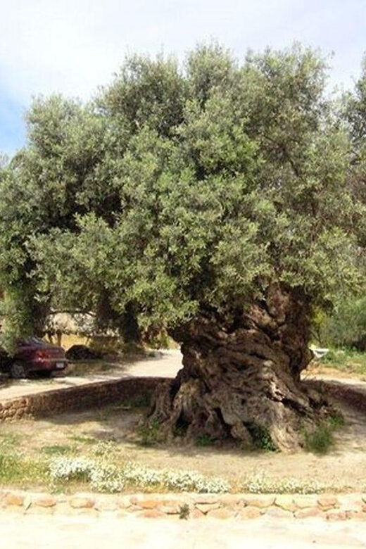 From Chania: Olive Oil, Wine, Cheese & Honey Tasting Tour - FAQ