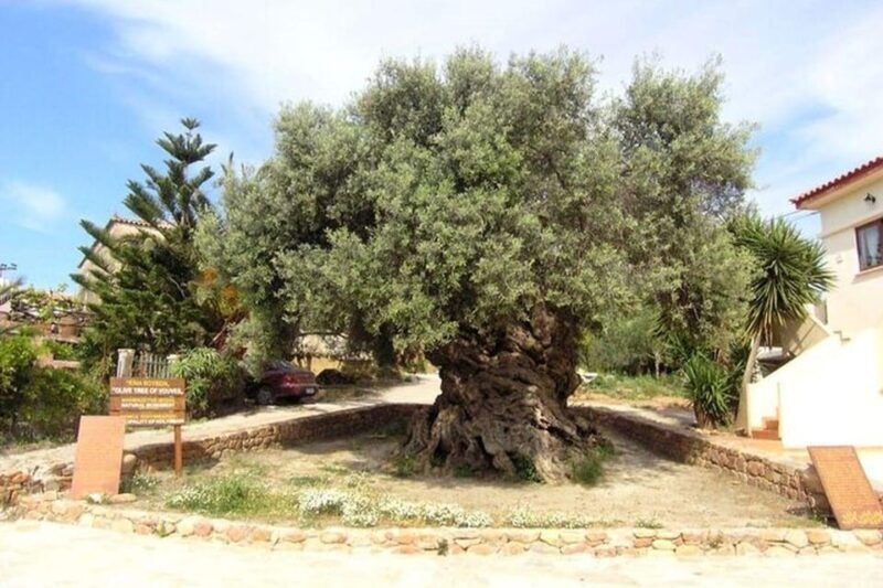 From Chania: Olive Oil, Wine, Cheese & Honey Tasting Tour - Key Points