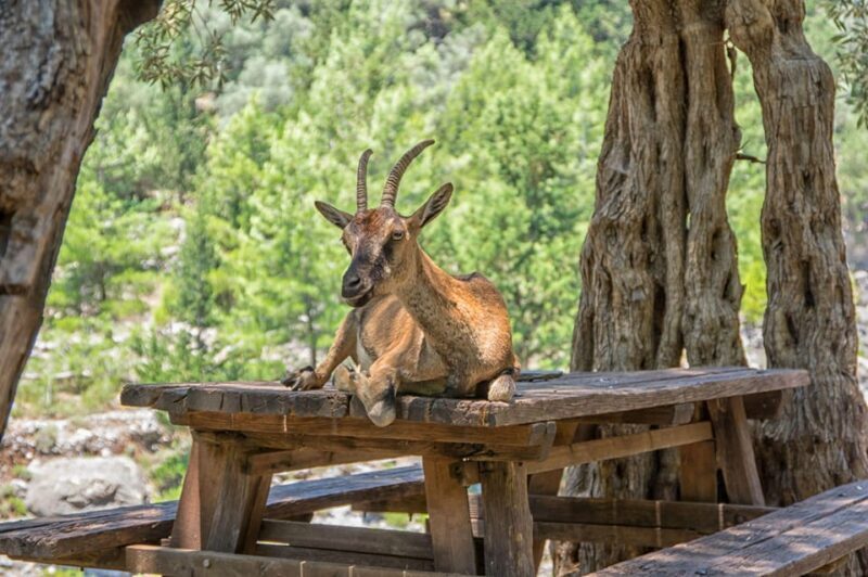 From Chania: Samaria Gorge with Professional Hiking Guide - The End of the Hike: Relaxing at Agia Roumeli