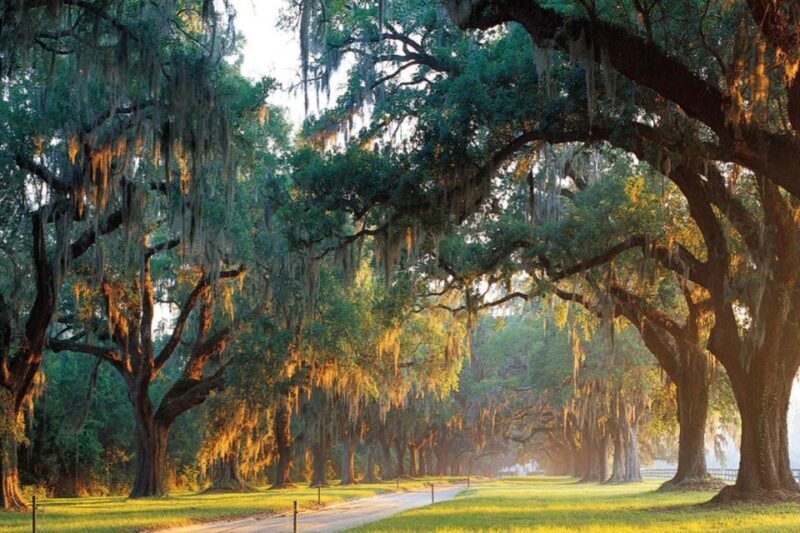 From Charleston: Boone Hall Plantation Entry with Transfers - An In-Depth Look at the Boone Hall Experience