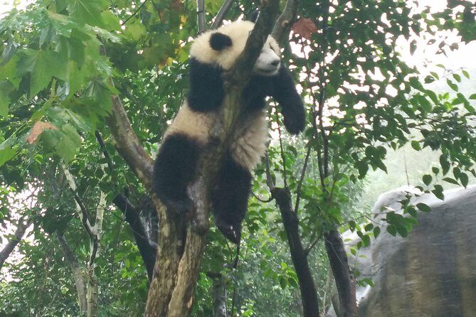 From Chengdu: Giant Pandas And Huanglongxi Ancient Town In One Day - Analyzing the Cost and Value