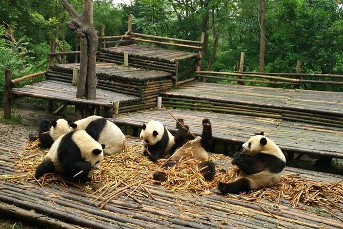 From Chengdu: Panda Base and Giant Buddha in One Day - Key Points