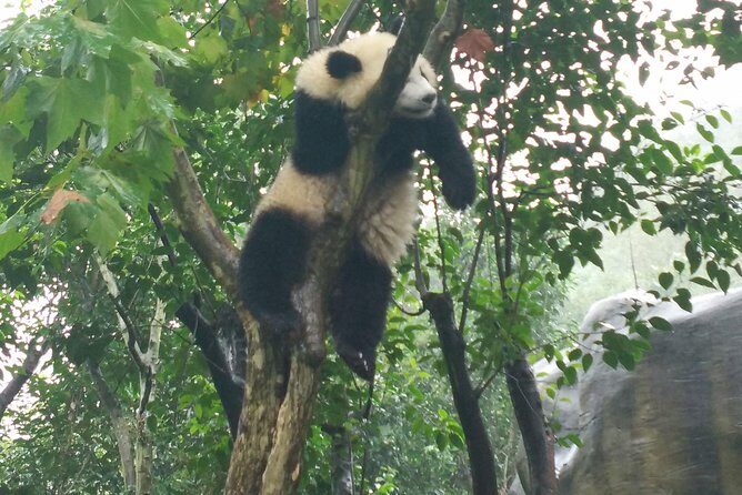From Chengdu: Panda Base and Giant Buddha in One Day - Final Thoughts