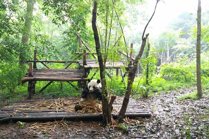 From Chengdu: Panda Base and Giant Buddha in One Day - FAQ