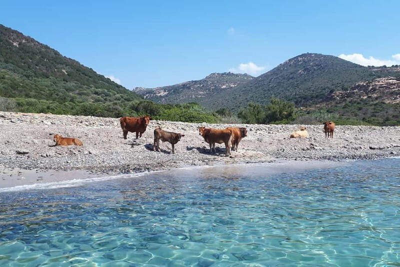 From Chia: Boat Ride to Cala Zafferano with Snorkeling - What’s Included and What’s Not