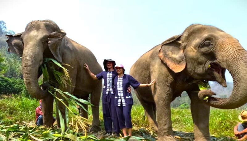 From Chiang Mai: Chiang Mai Elephant Care Morning Program - What’s Included and How it Works