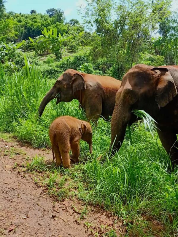 From Chiang Mai: Chiang Mai Elephant Care Morning Program - The Return Journey and Overall Experience