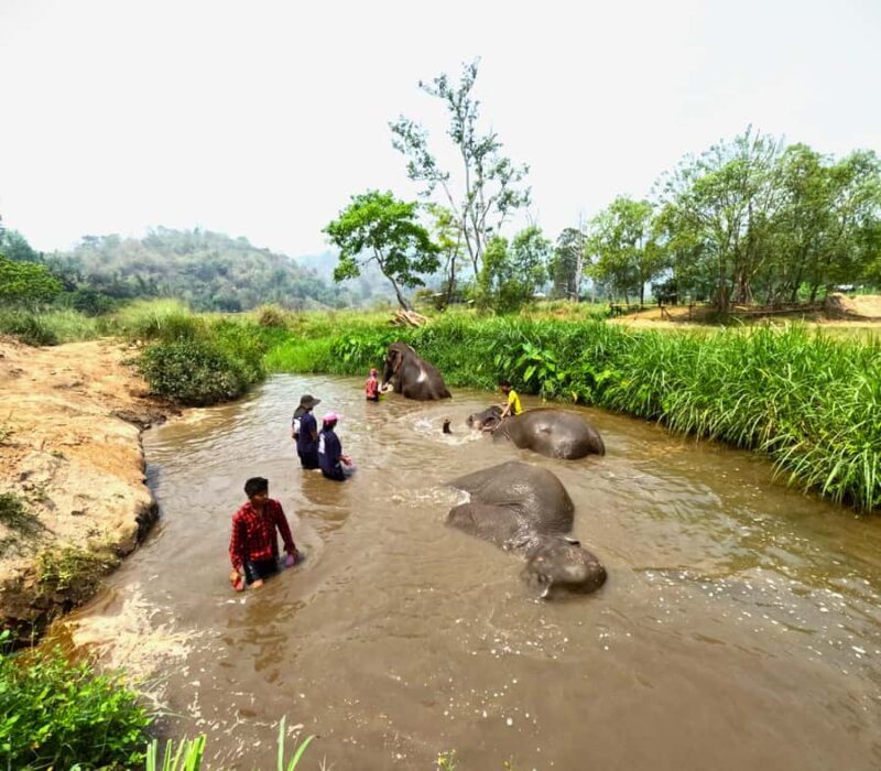 From Chiang Mai: Chiang Mai Elephant Care Morning Program - Practical Details and Value