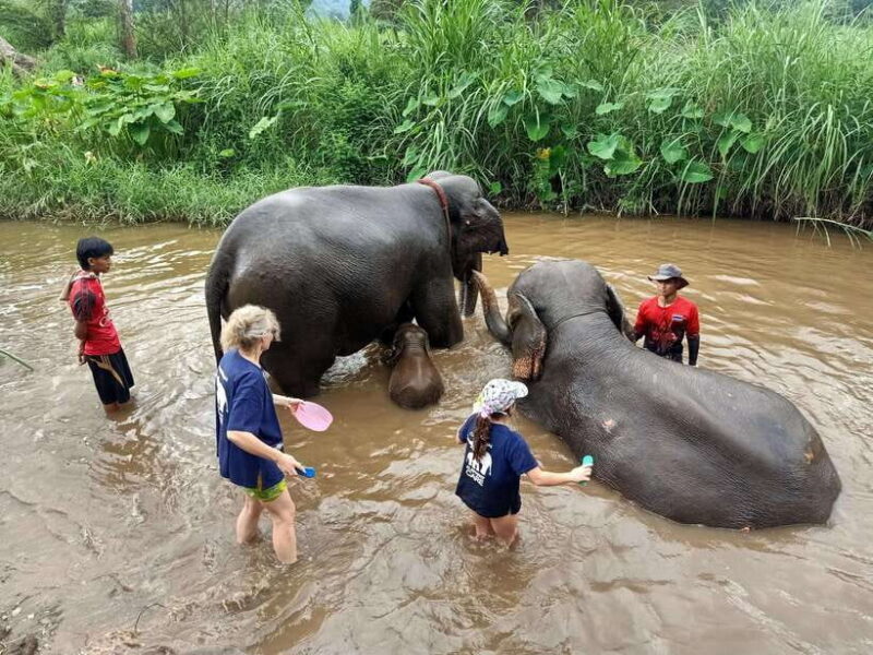 From Chiang Mai: Chiang Mai Elephant Care Morning Program - The Sum Up