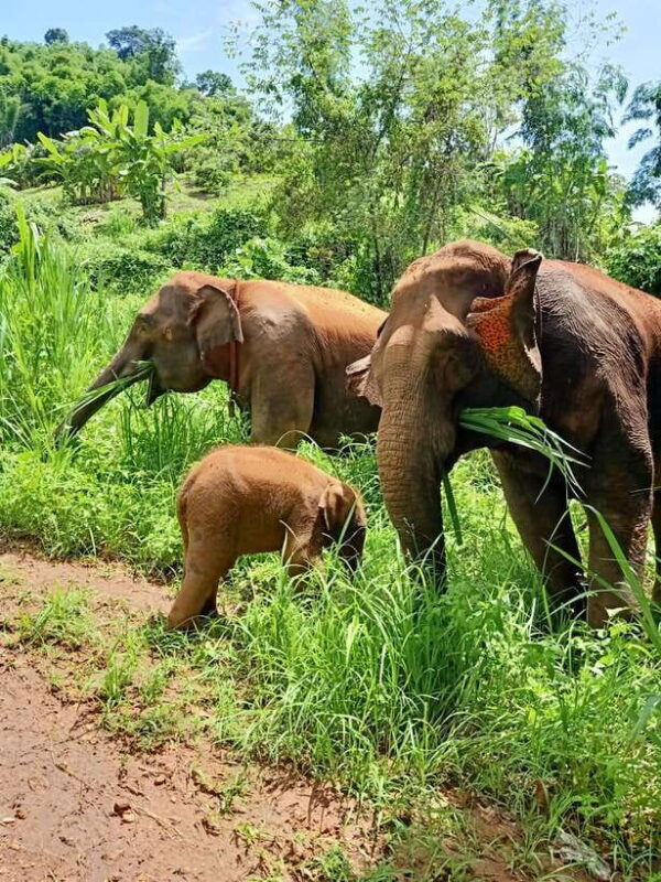 From Chiang Mai: Chiang Mai Elephant Care Morning Program - FAQs